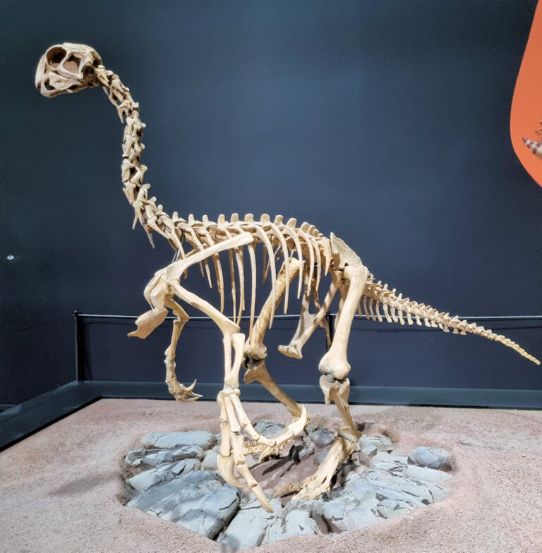 Dinosaurs: Surviving Extinction exhibition at Newcastle Museum ...