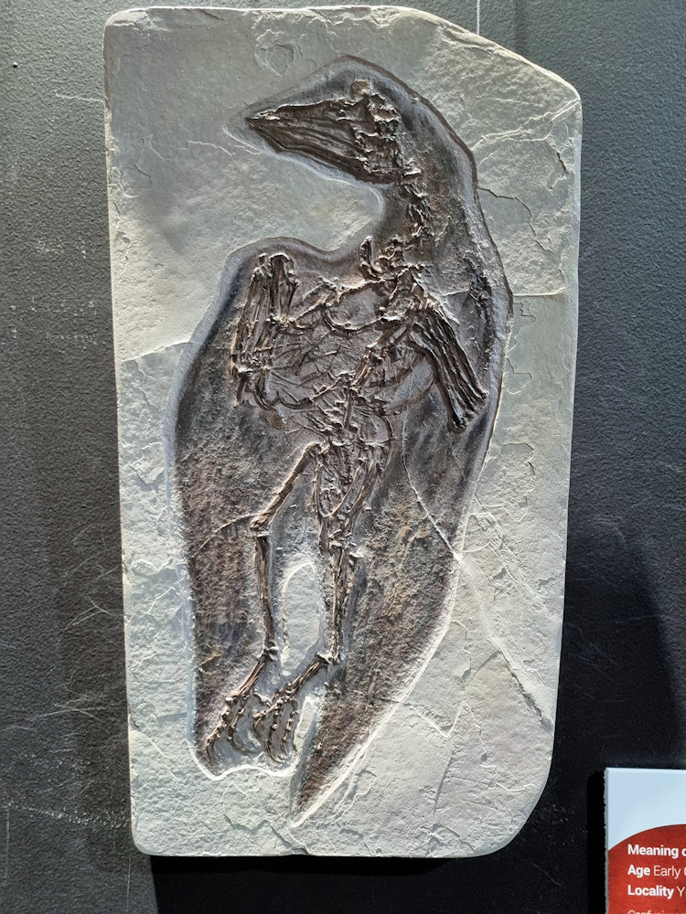 Dinosaurs: Surviving Extinction exhibition at Newcastle Museum ...